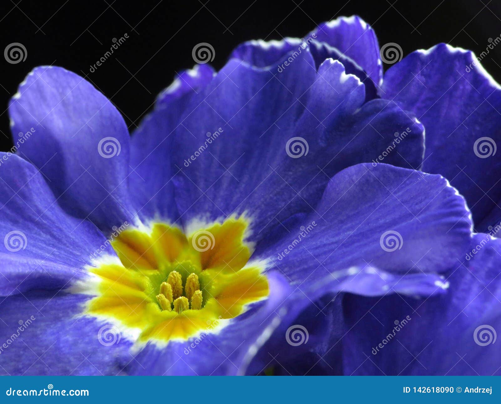 Flower Macro Detal Garden Flowers Stock Photo - Image of flowers ...