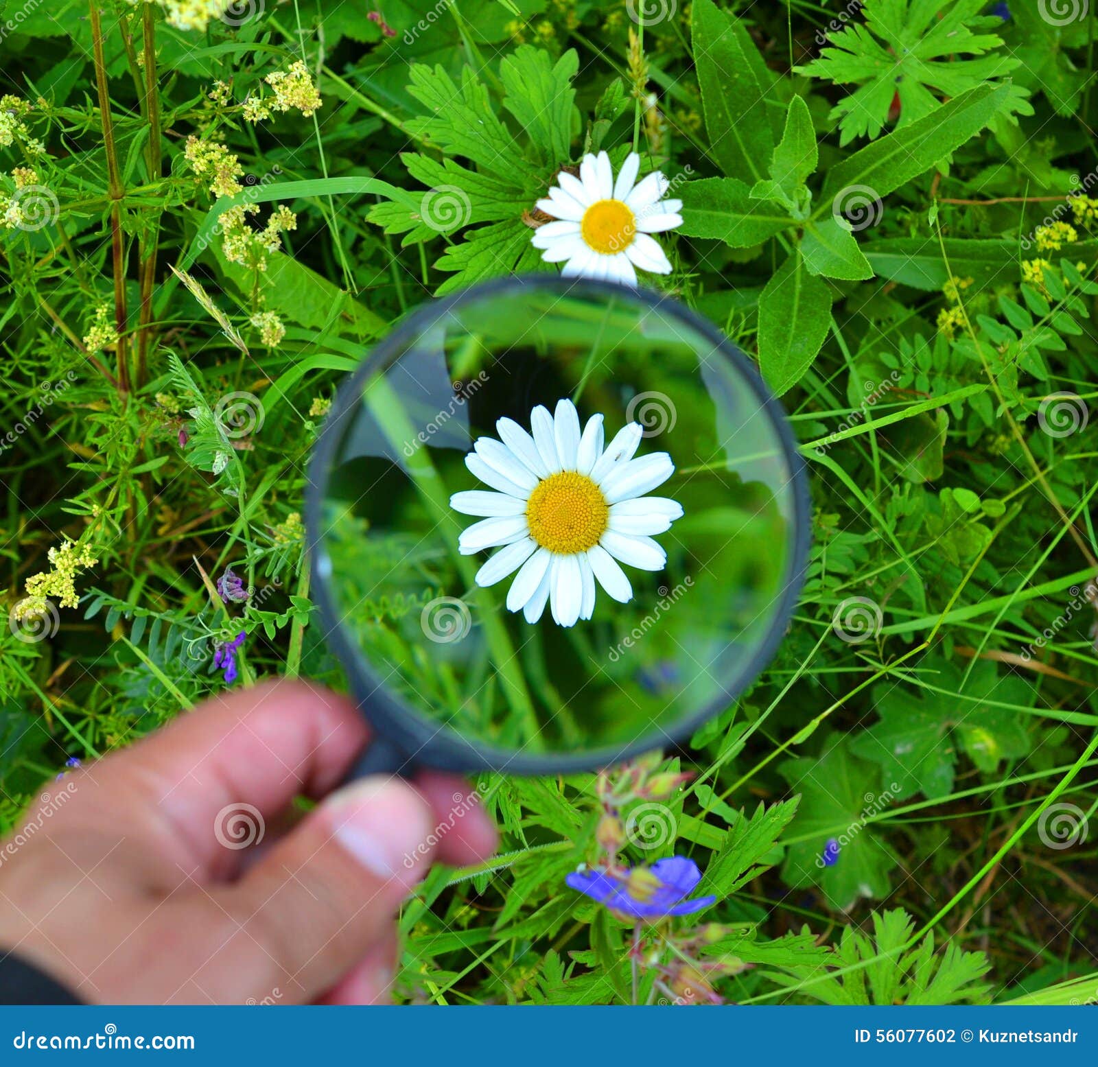 Flower through a Magnifying Glass Stock Photo - Image of objects, white ...