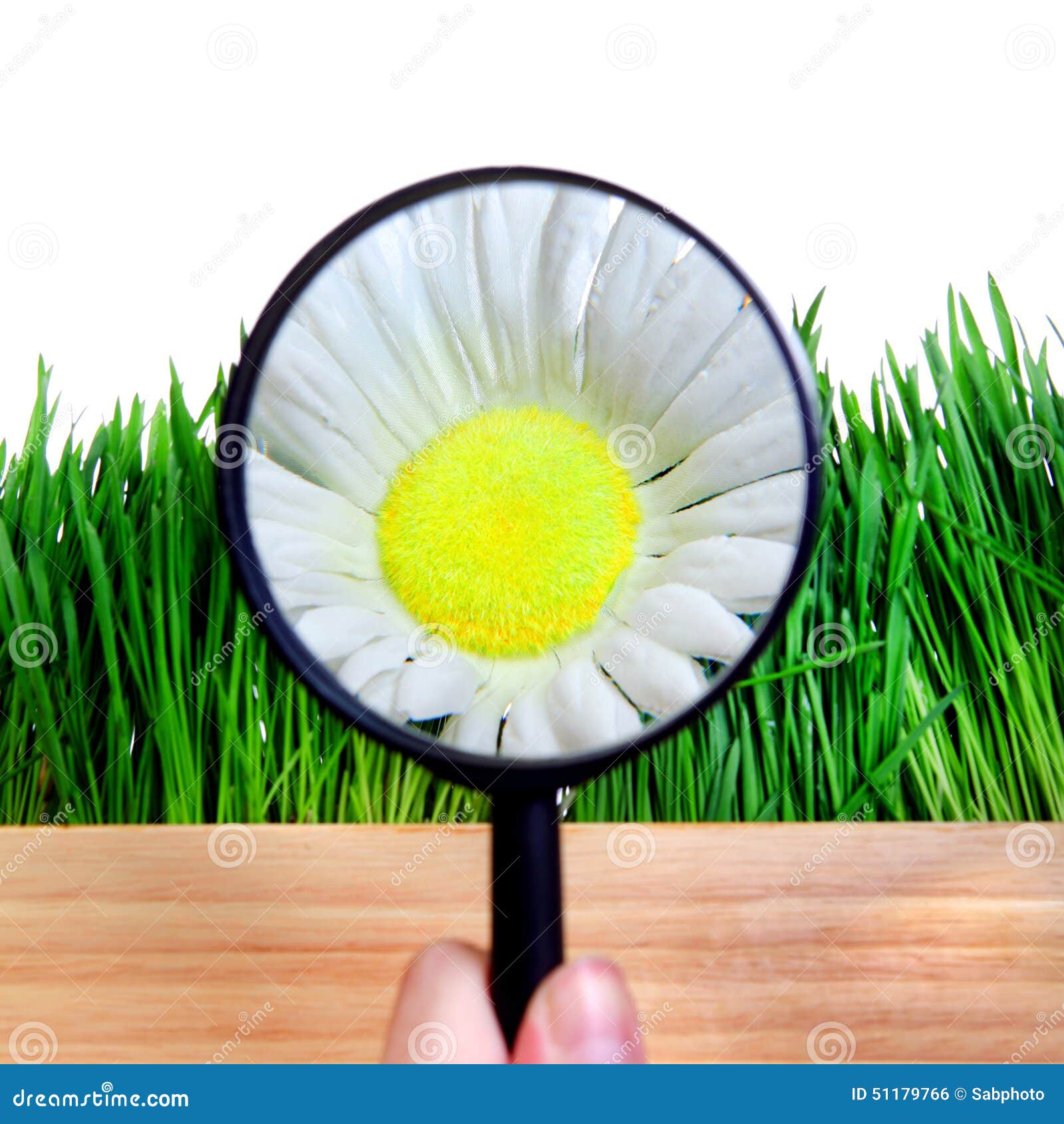Flower in Magnifying Glass stock photo. Image of analyzing - 51179766