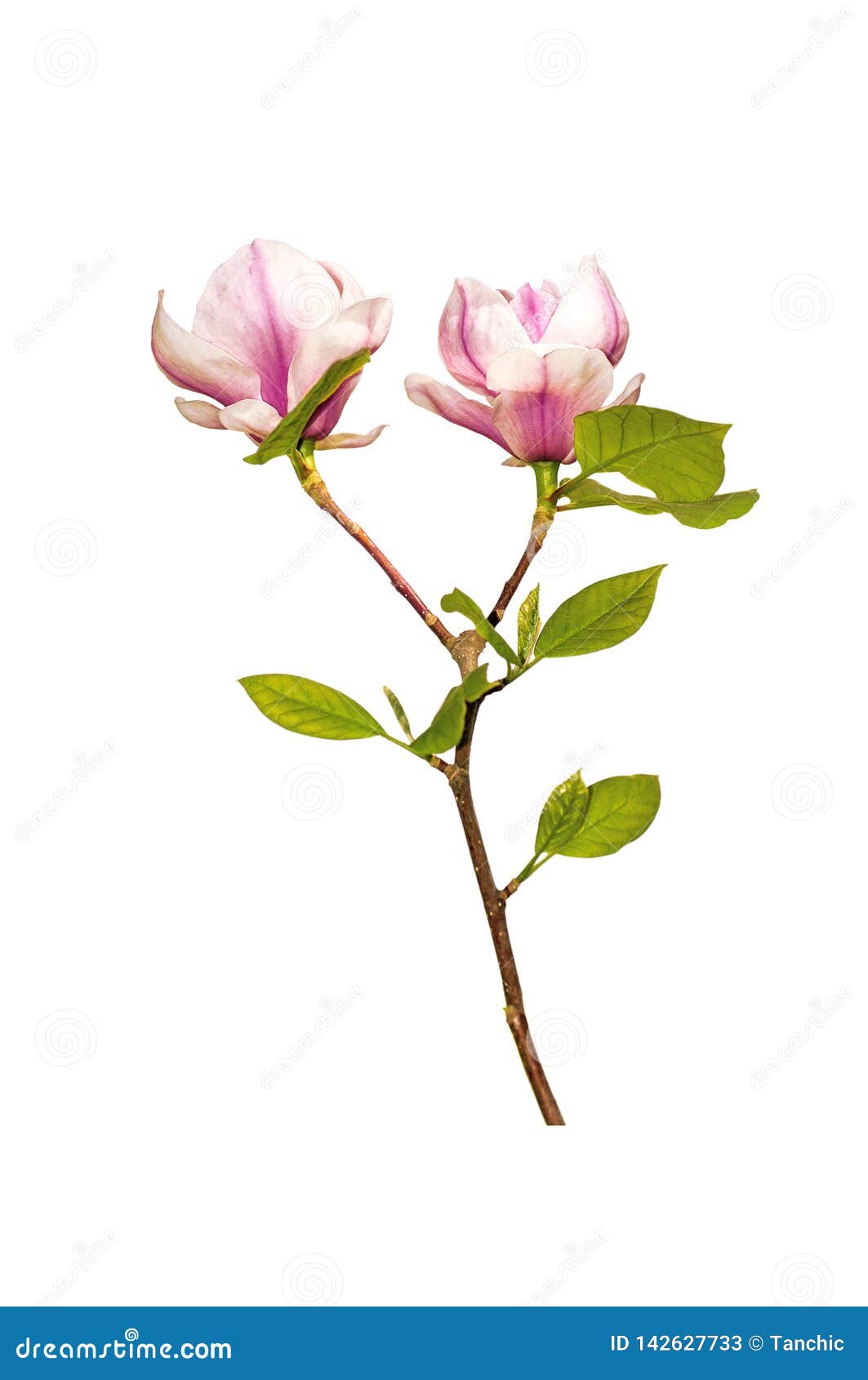 Flower of Magnol Tree, Two Buds on One Branch, Spring Mood, Isolated on ...