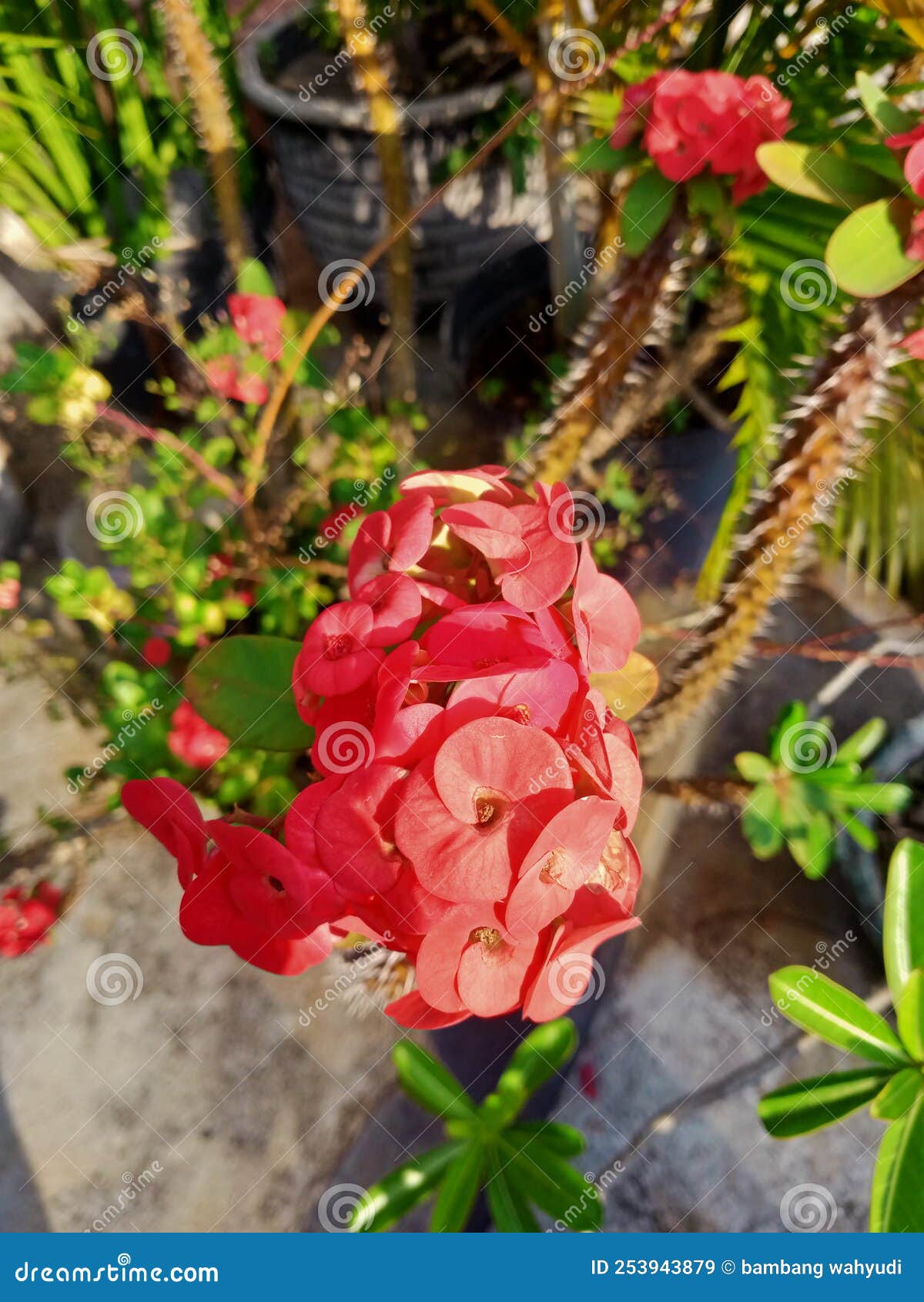 The Flower from Mahkota Duri Plants Stock Image - Image of petal ...