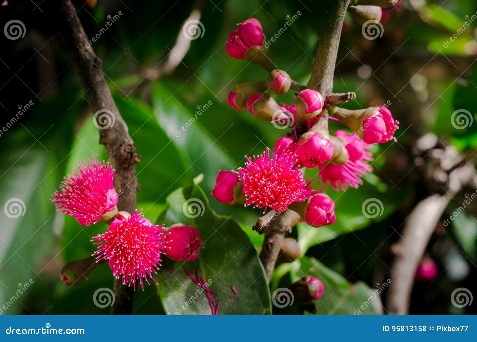 Flower of Malay Apple on Tree Stock Photo - Image of cute, closeup ...