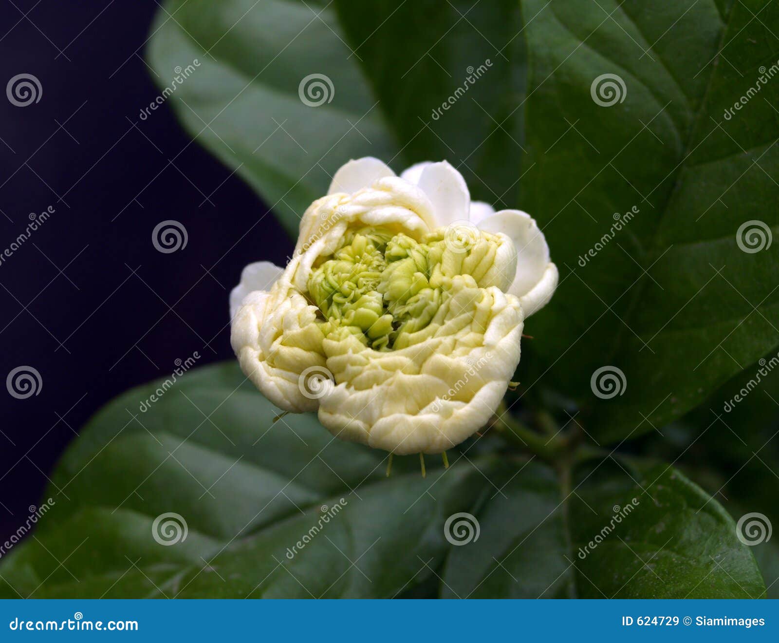 Flower /mali stock image. Image of florescence, bloom, floral - 624729