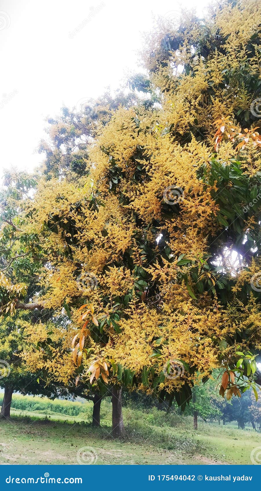 Flower of mango stock photo. Image of sweet, fruit, flower - 175494042