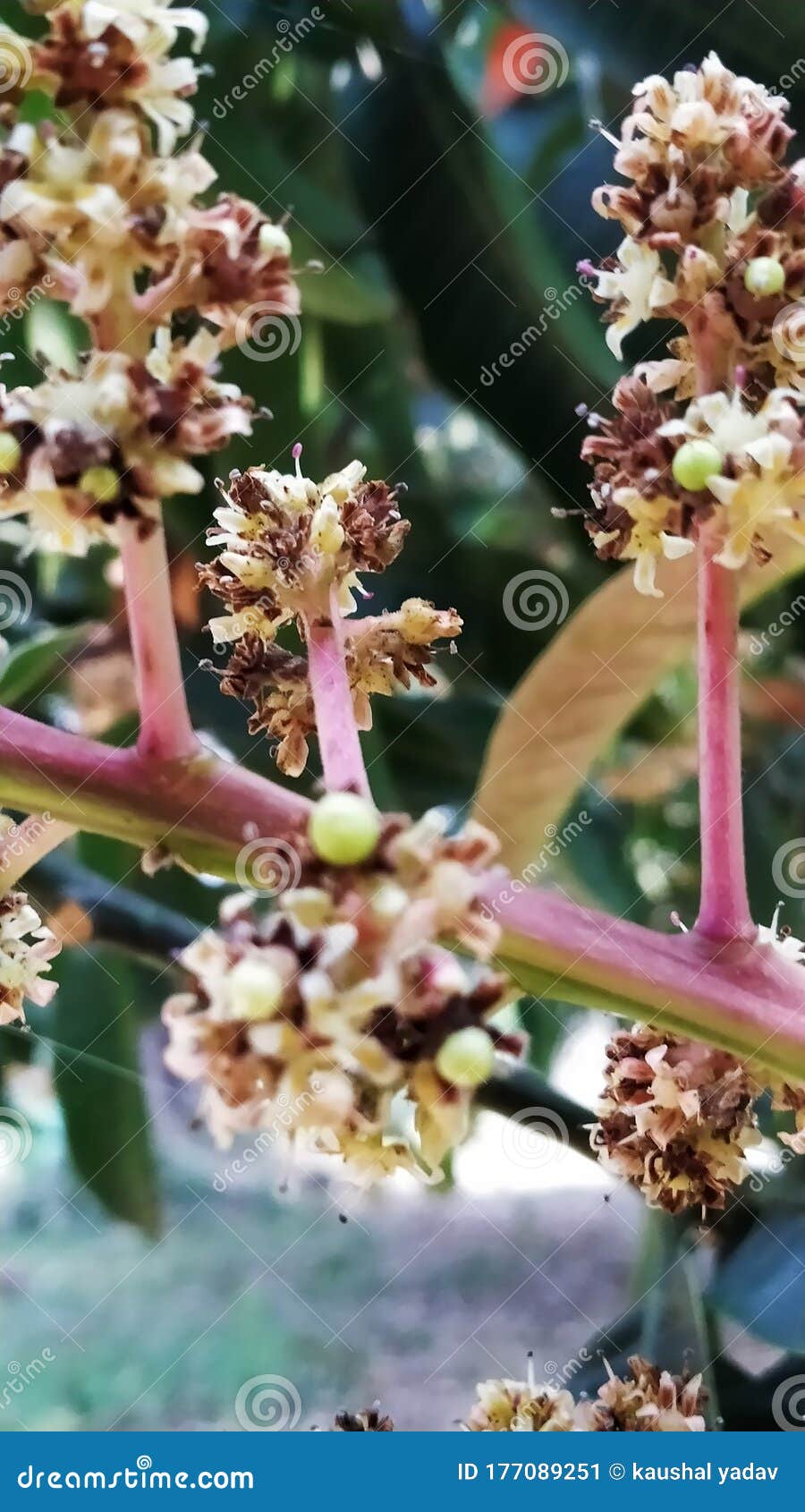 Flower of mango stock image. Image of flower, tree, healthy - 177089251