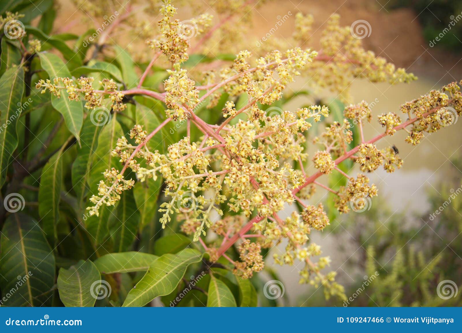 Flower mango stock photo. Image of flora, environment - 109247466
