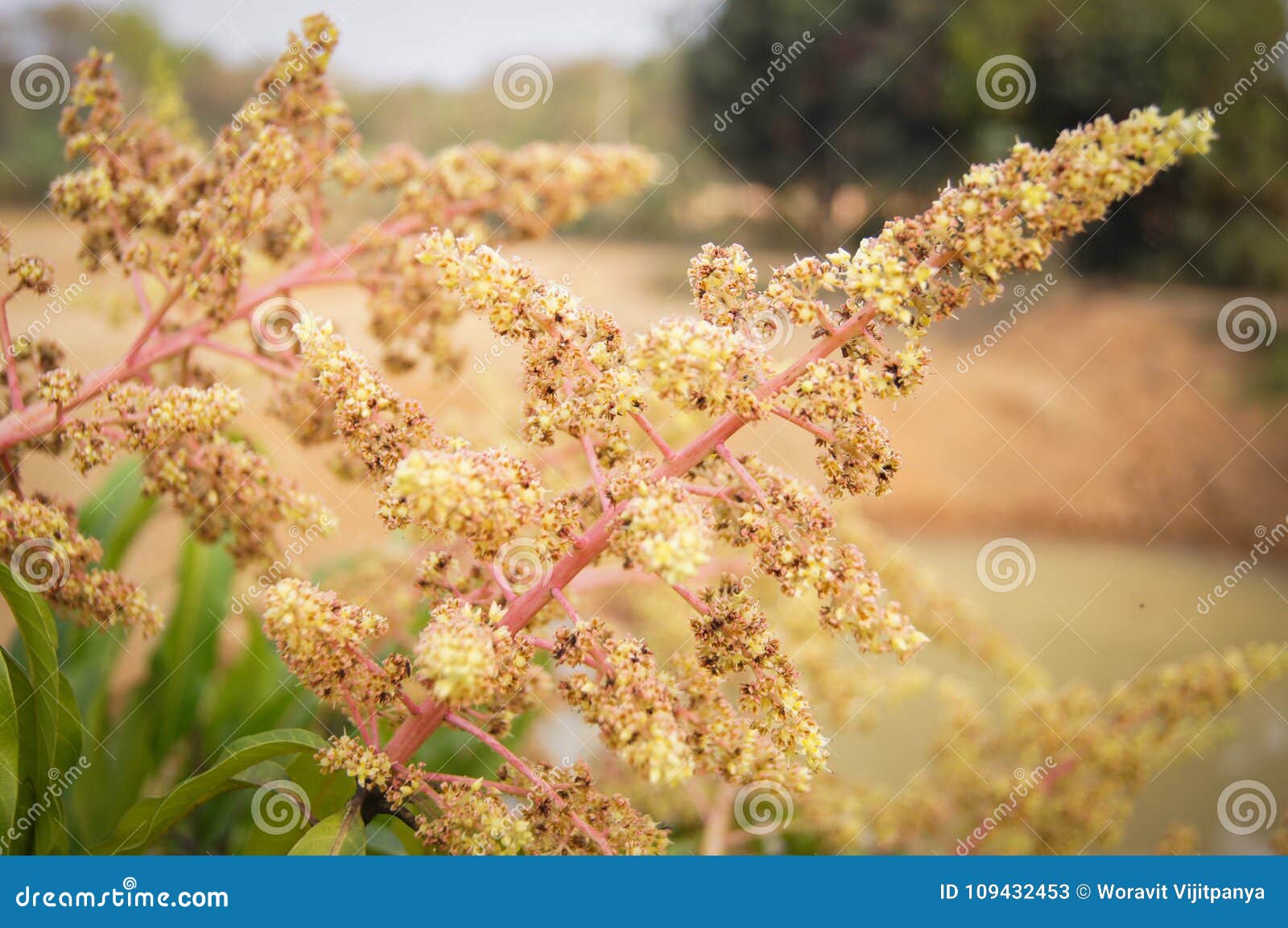 Flower mango stock image. Image of asia, diet, outdoor - 109432453