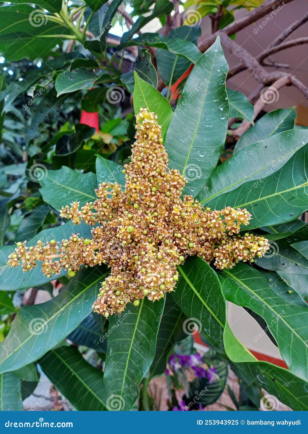 The Flower from Mango Fruit Tree Stock Image - Image of blossom, nature ...