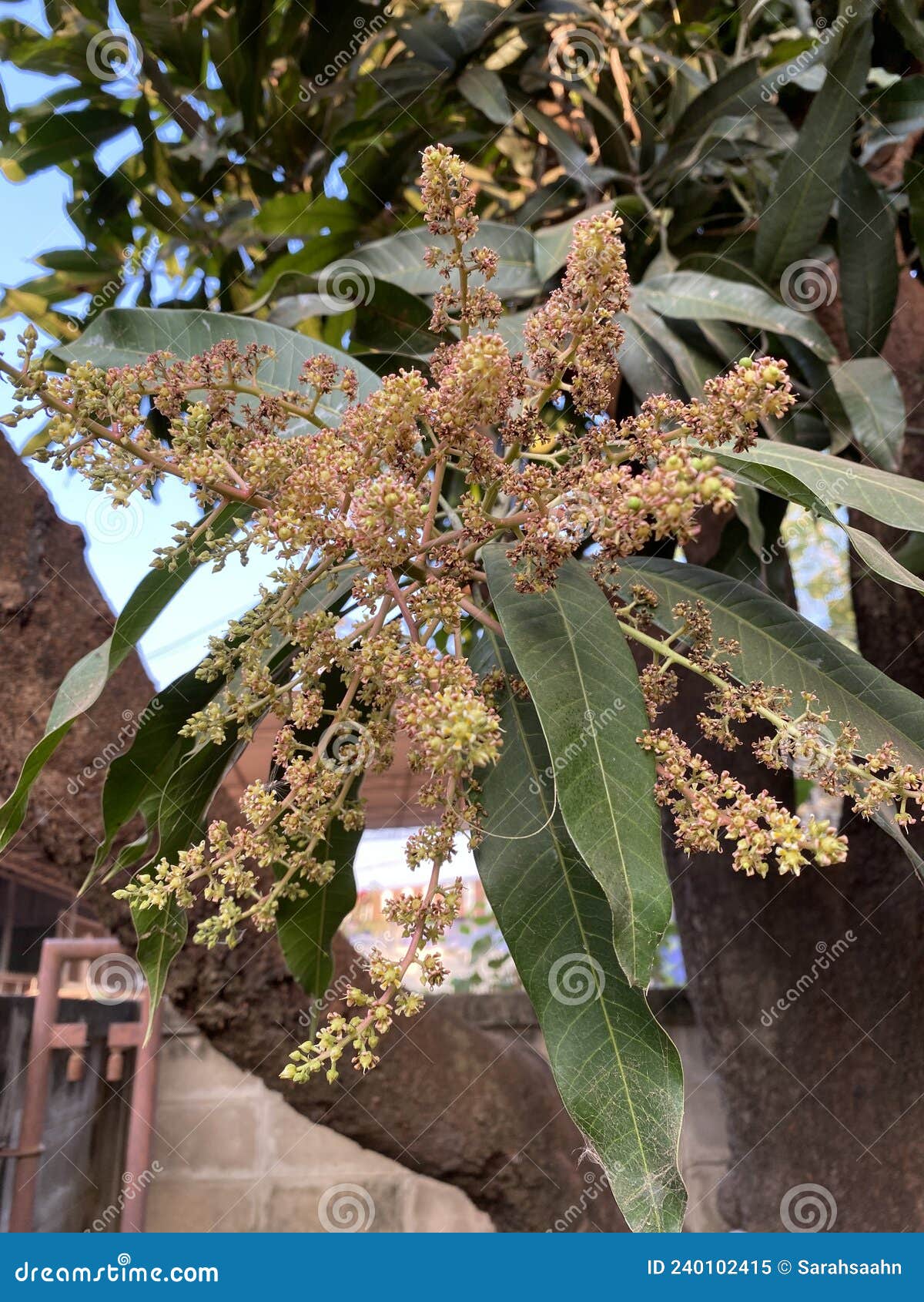 Flower of mango stock image. Image of mango, flower - 240102415