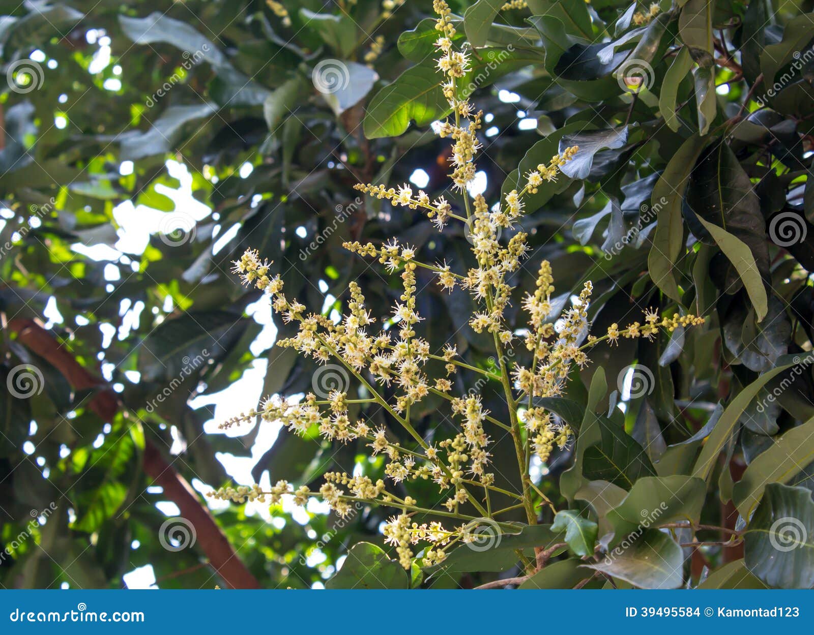 Flower of mango stock photo. Image of taste, produce - 39495584