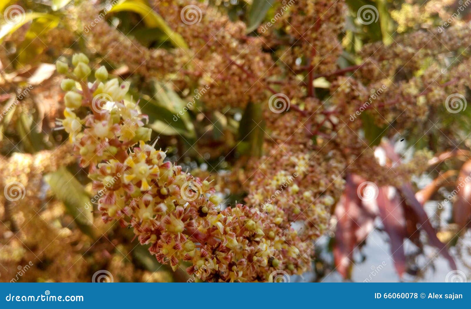 Flower of mango tree stock photo. Image of garden, mango - 66060078