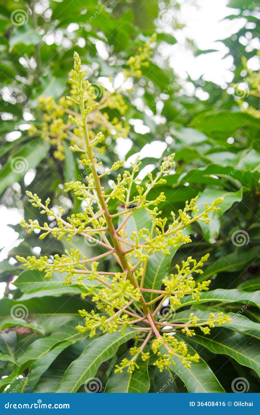 Flower of mango stock photo. Image of green, macro, blooming - 36408416