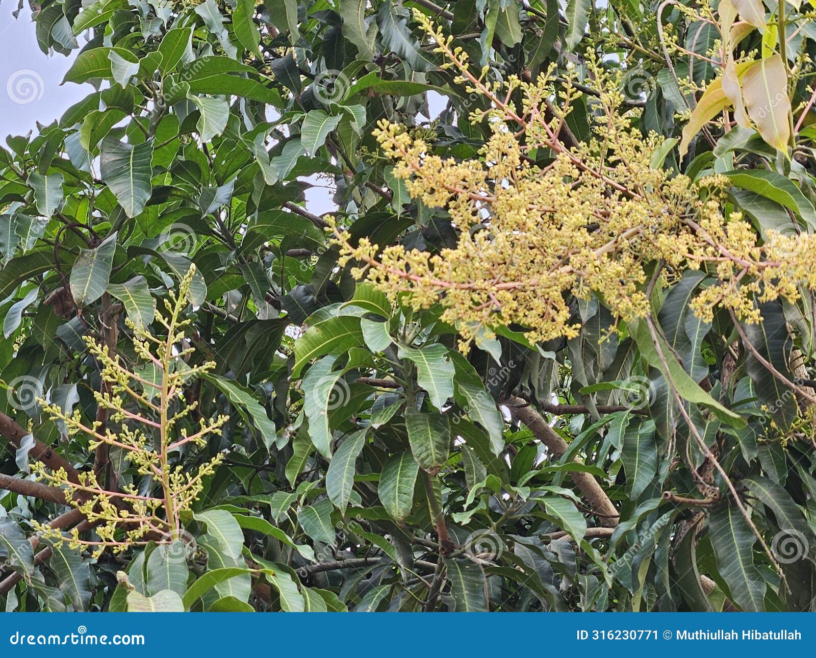The Flower of Mango Tree Golden Stock Image - Image of flower, tree ...