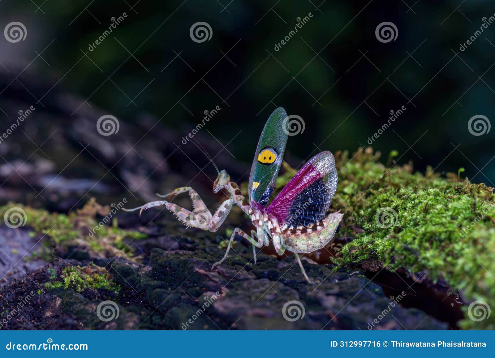 Flower Mantis Defense. Praying Mantis are on a Log in the Forest Stock ...
