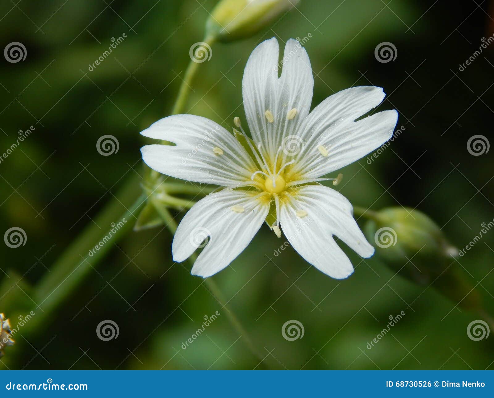 Flower stock photo. Image of flower, macro, flowers, random - 68730526