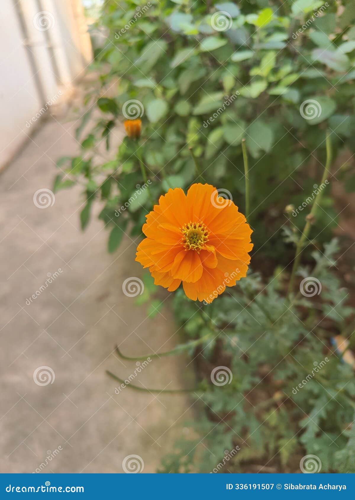 Flower Marigold Flower Orange Color Nature Stock Image - Image of ...