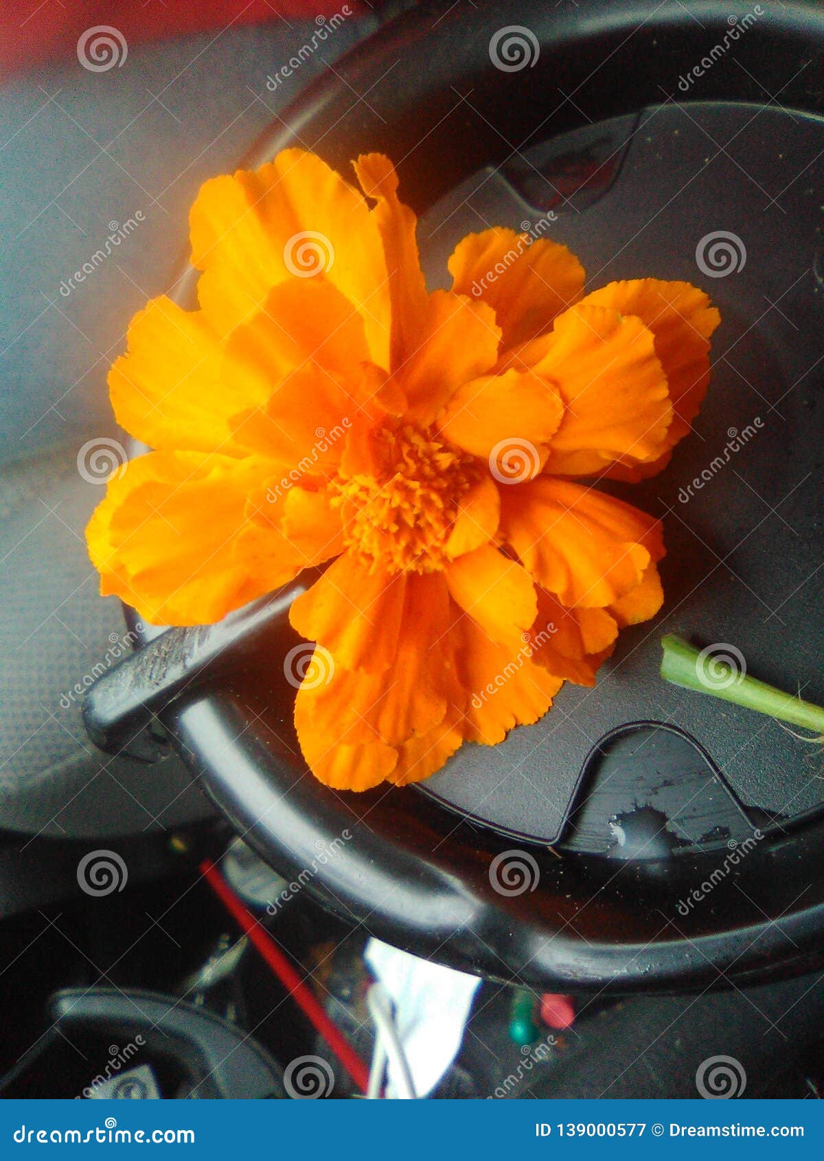 Flower stock image. Image of strong, smells, flower - 139000577