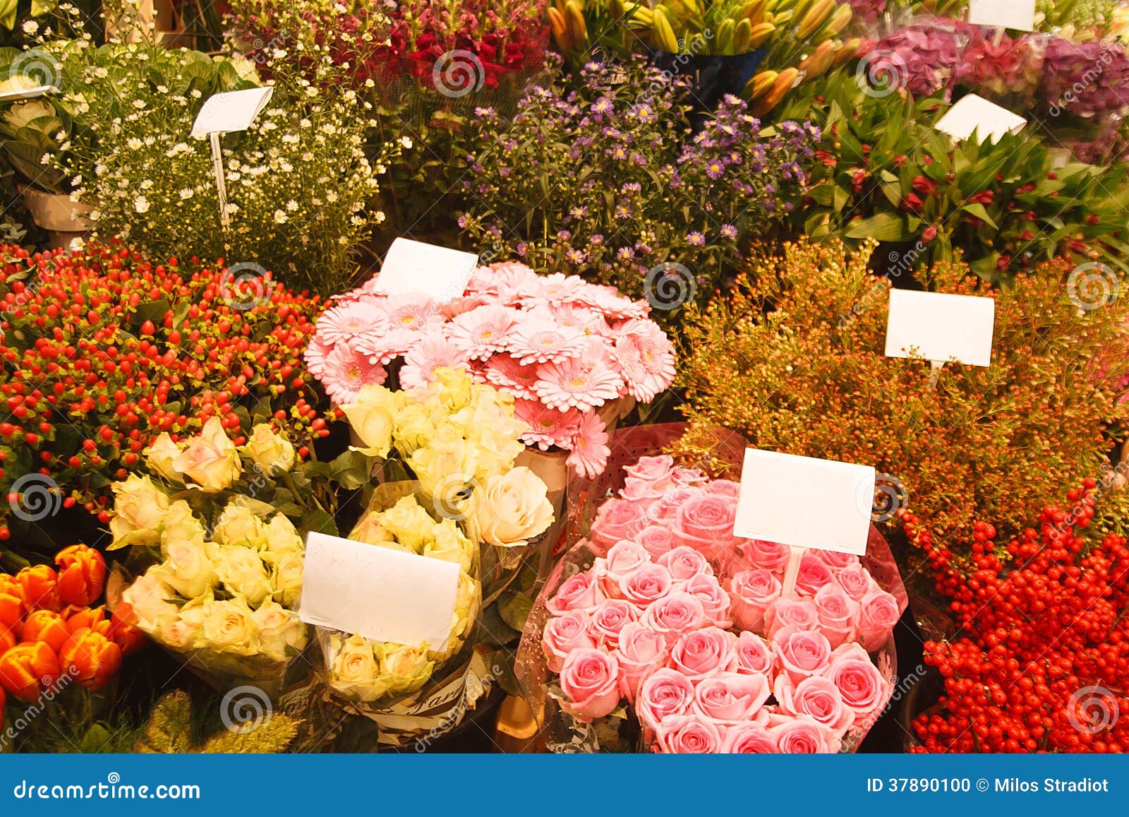 Flower market stock photo. Image of orchid, bloom, roses - 37890100