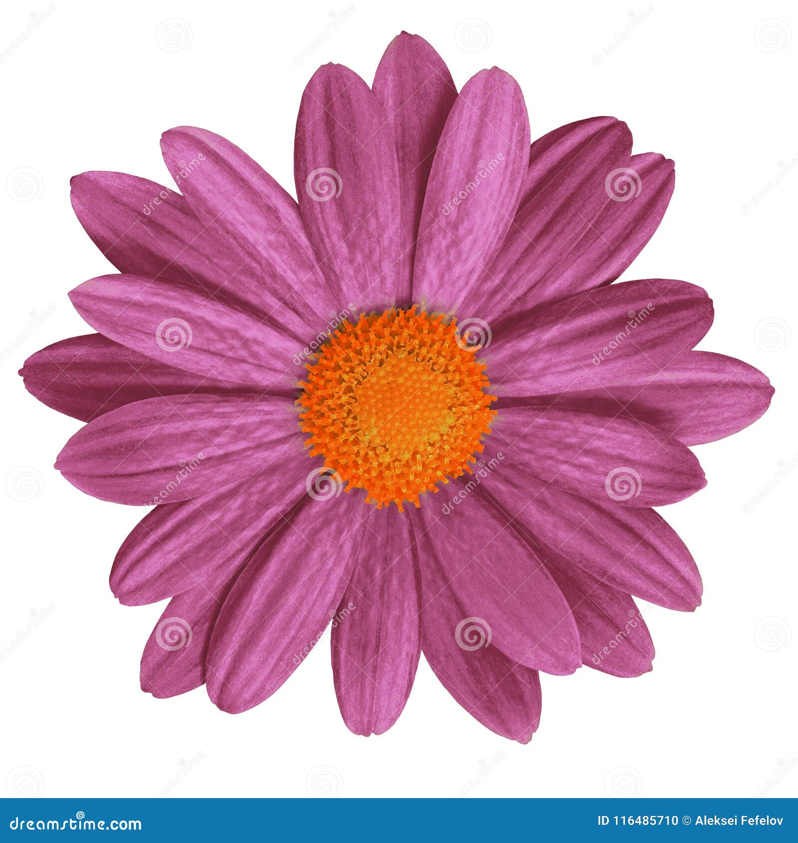 Flower Maroon Orange Daisy Isolated on White Background. Close-up Stock ...