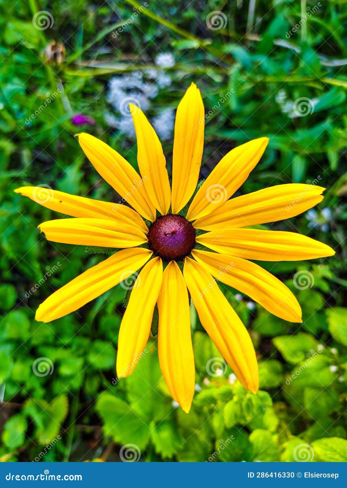 Flower Me Gorgeous! stock photo. Image of vibrant, smooth - 286416330