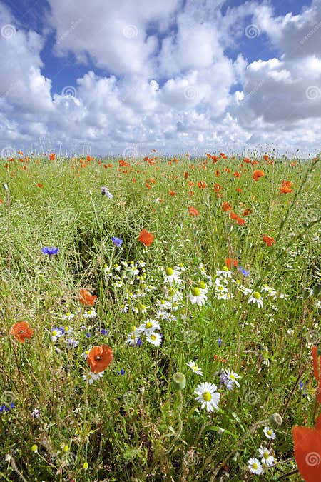 Flower meadow stock image. Image of meadow, outdoors - 15216685