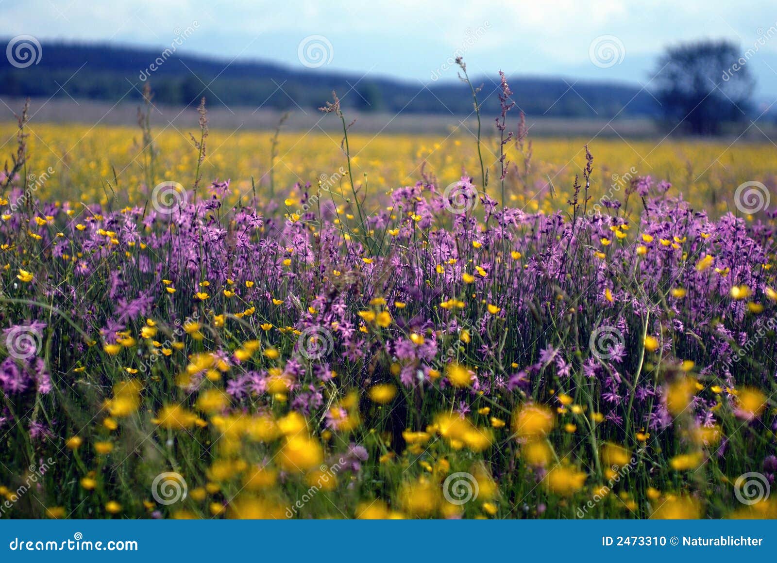 Flower Meadow stock photo. Image of summer, lavender, lilac - 2473310