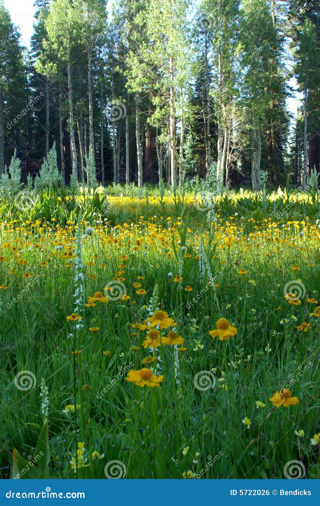 Flower Meadow stock photo. Image of flower, green, tree - 5722026