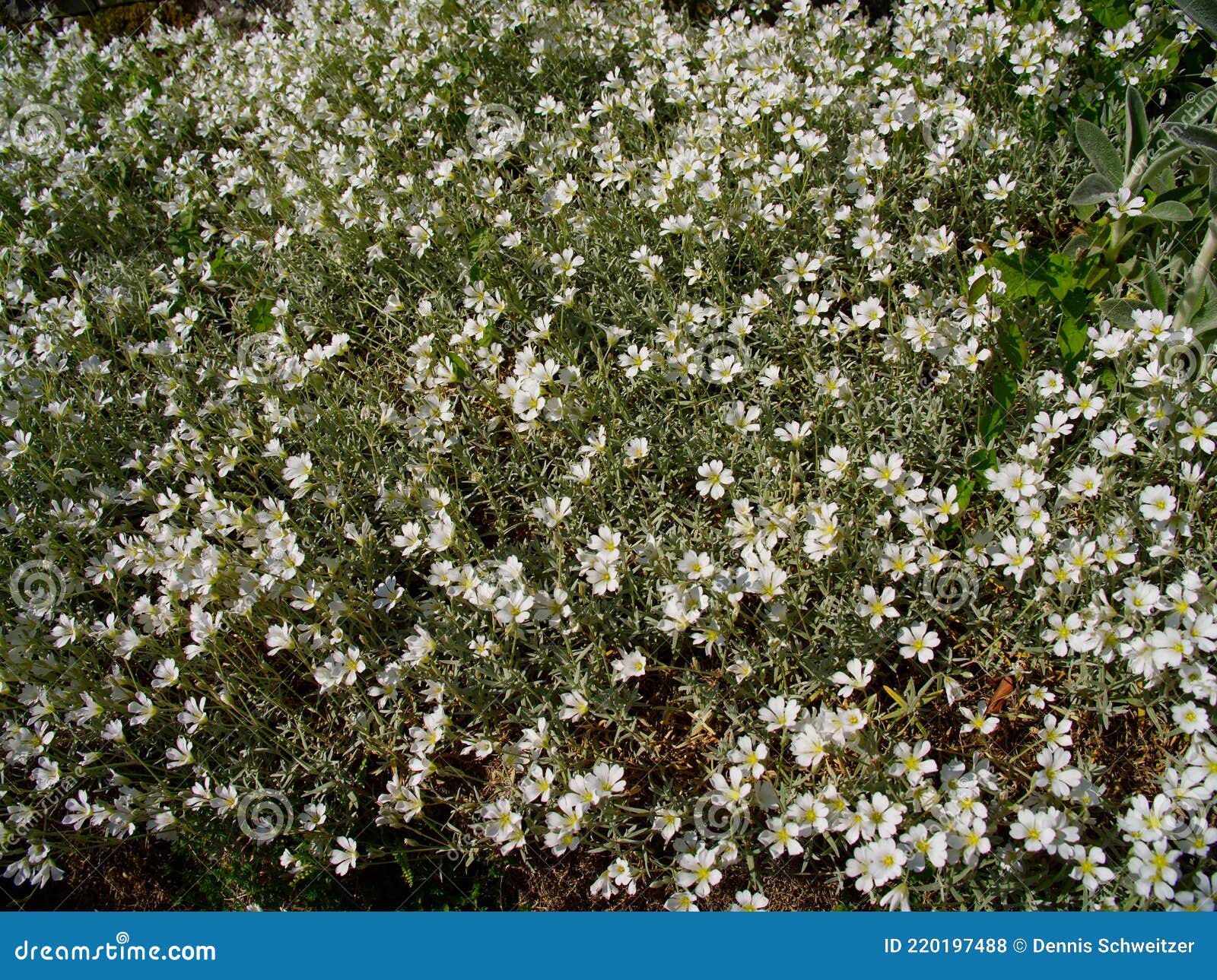 Flower Meadow from Above with White Flowers on it Stock Photo - Image ...