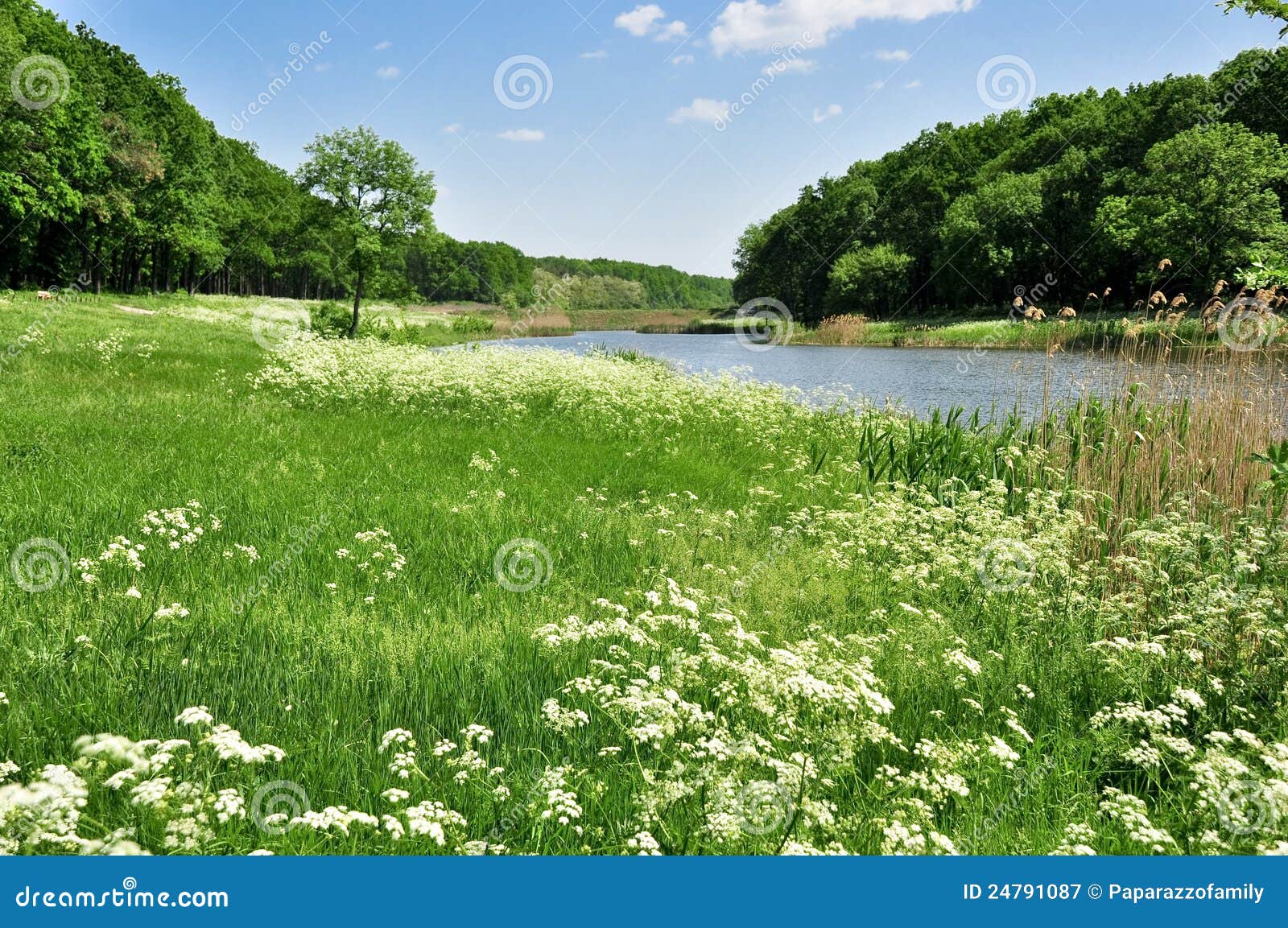Flower Meadow in the Foreground Stock Image - Image of antlers, blossom ...