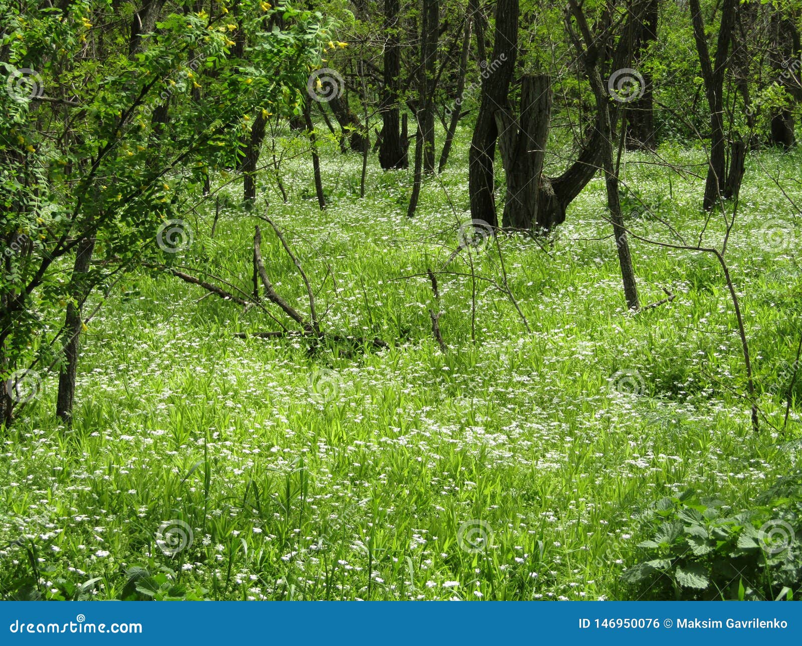 Flower Meadow in the Forest Stock Photo - Image of scenery, nature ...