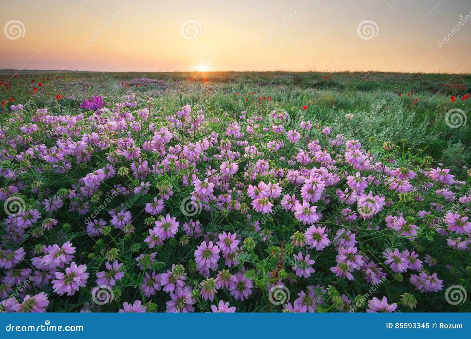 Flower in meadow. stock image. Image of grass, green - 85593345