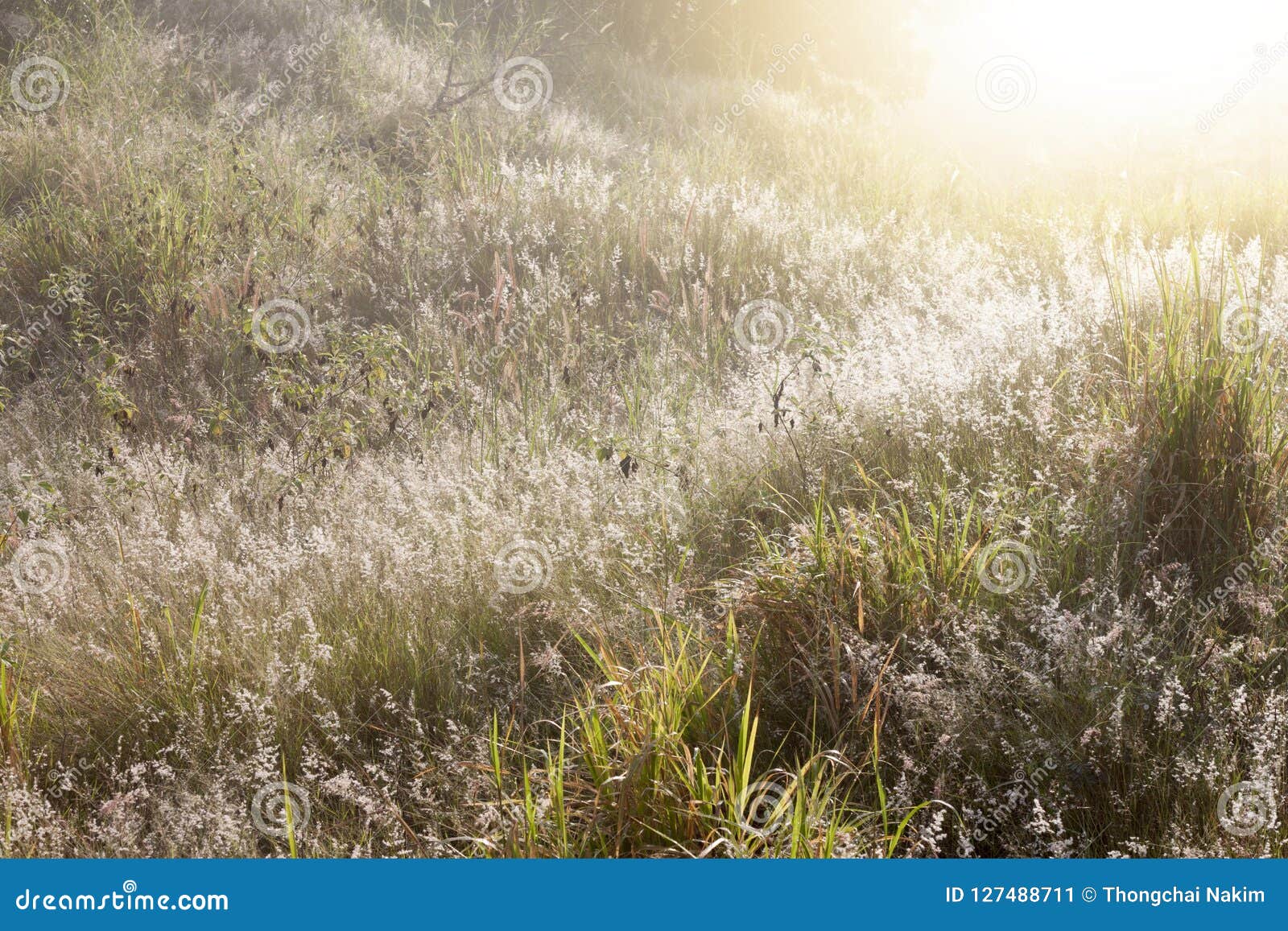 Flower meadow on morning. stock image. Image of break - 127488711