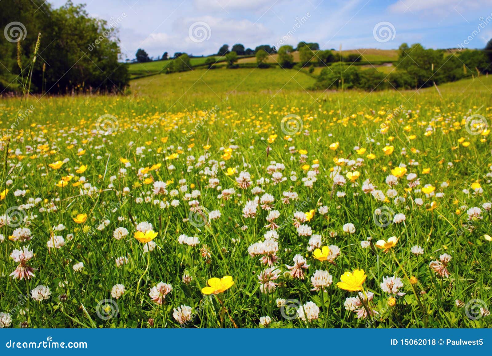 Flower meadow panoramic stock photo. Image of outdoor - 15062018