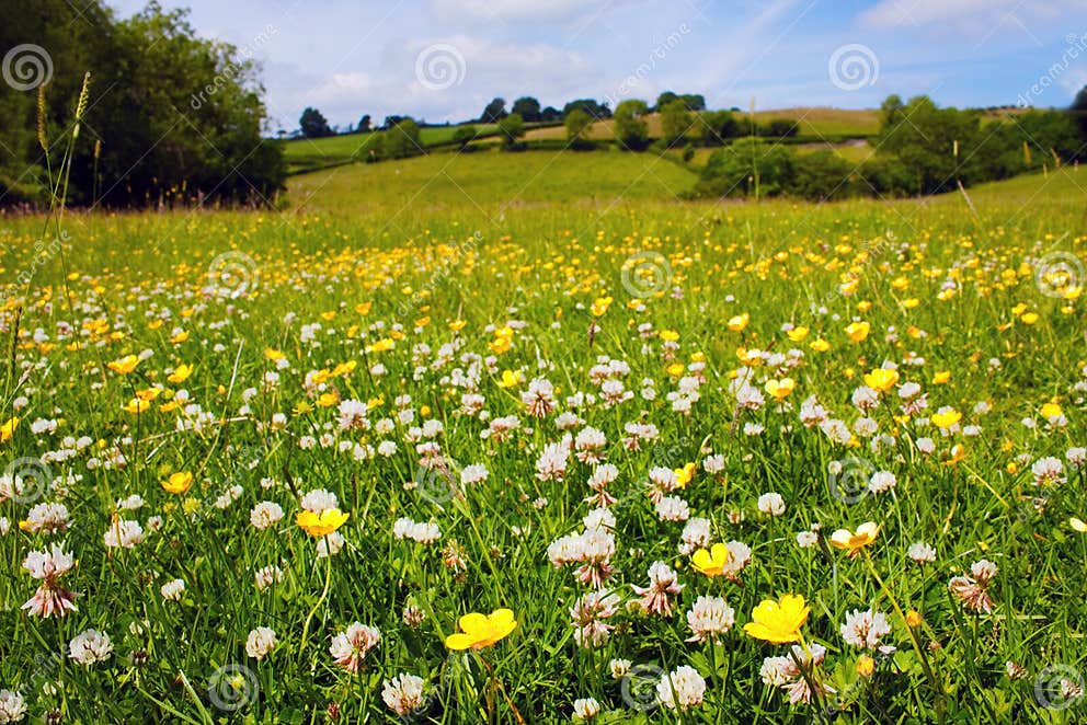 Flower meadow panoramic stock photo. Image of outdoor - 15062018