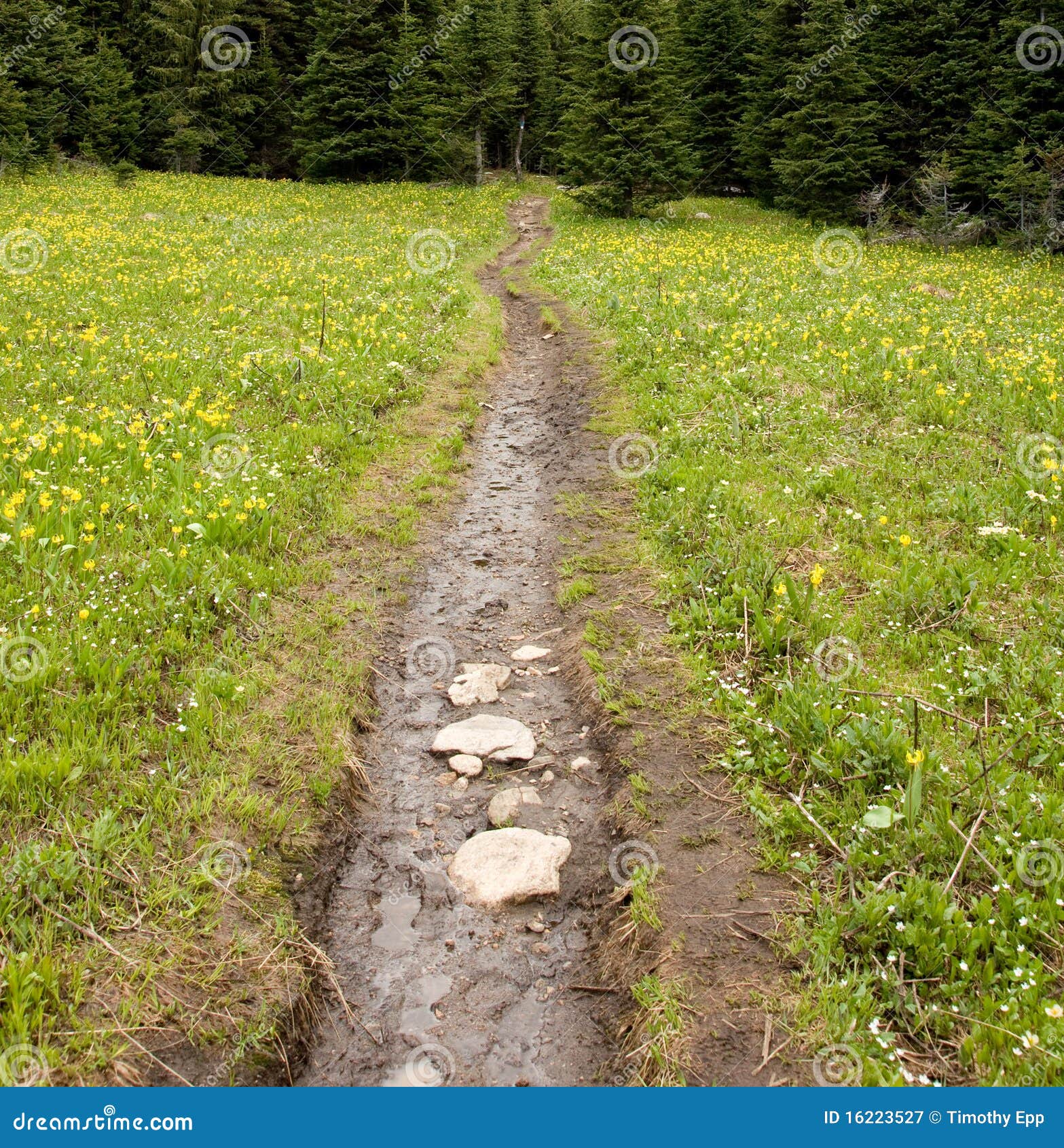 Flower meadow path stock image. Image of nature, flowers - 16223527
