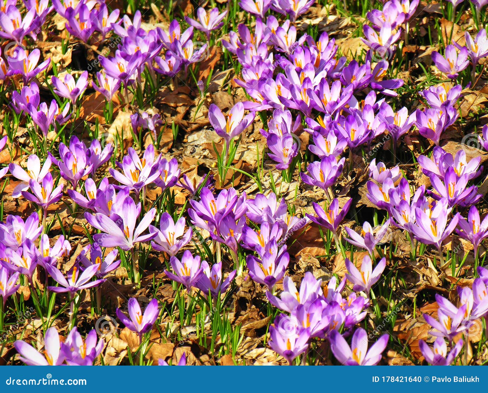 Meadow with Purple Crocuses, Meadow Saffron at Spring Stock Photo ...