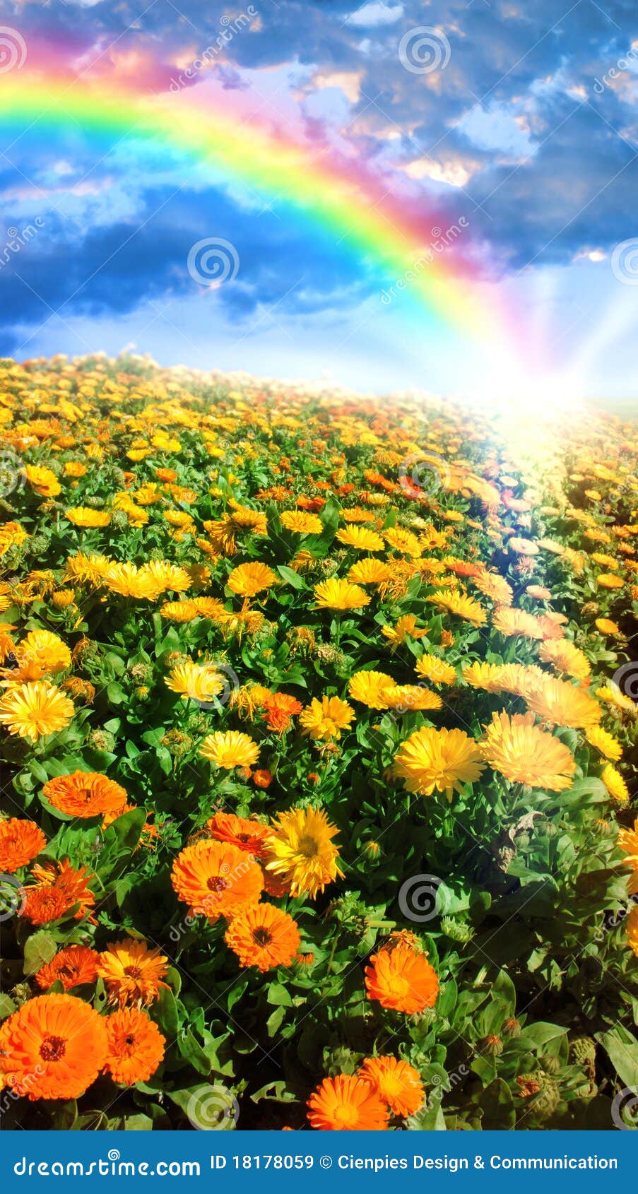 Flower meadow and rainbow stock image. Image of poppy - 18178059