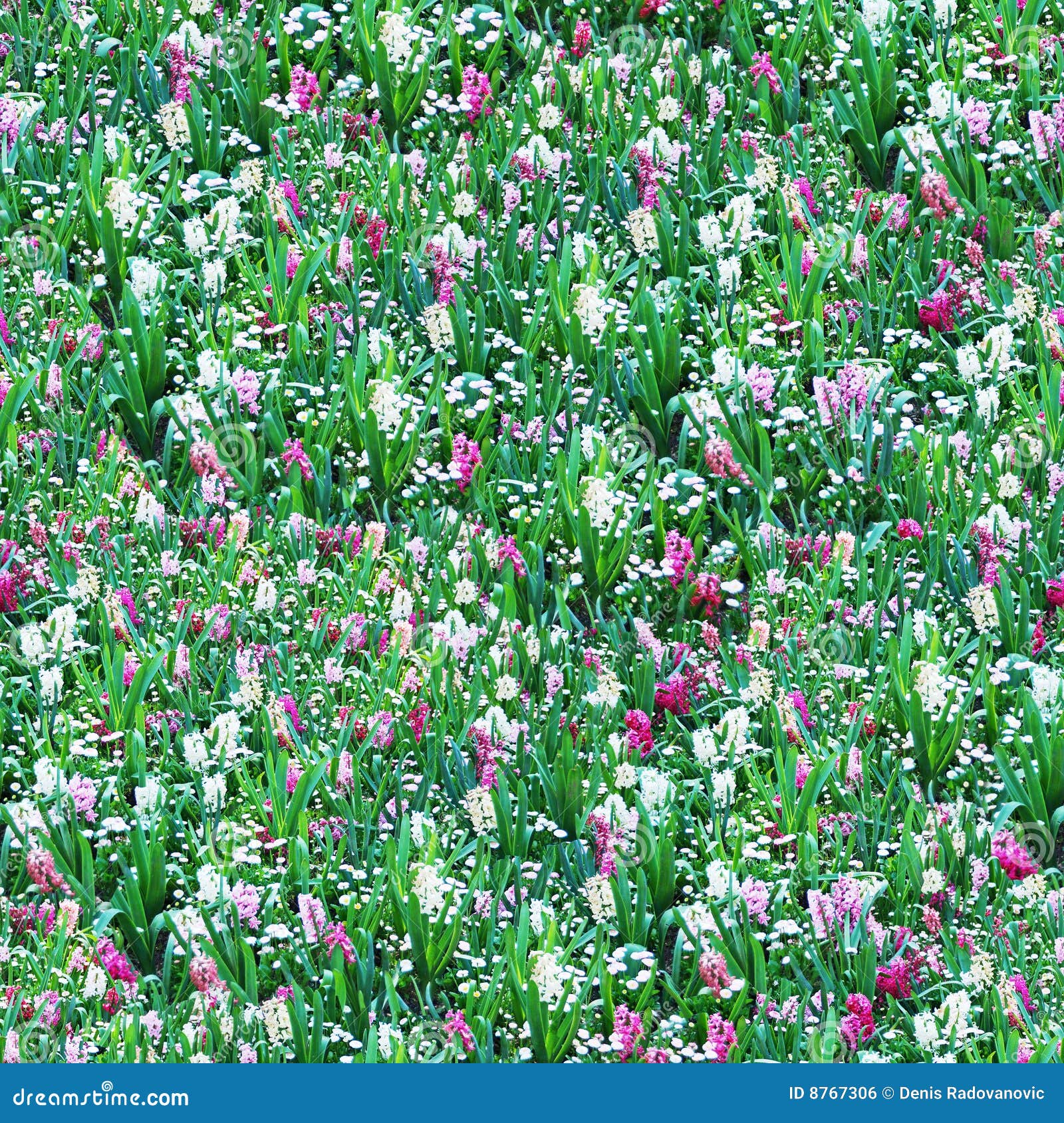 Flower Meadow Seamless Pattern Stock Photo - Image of composable ...