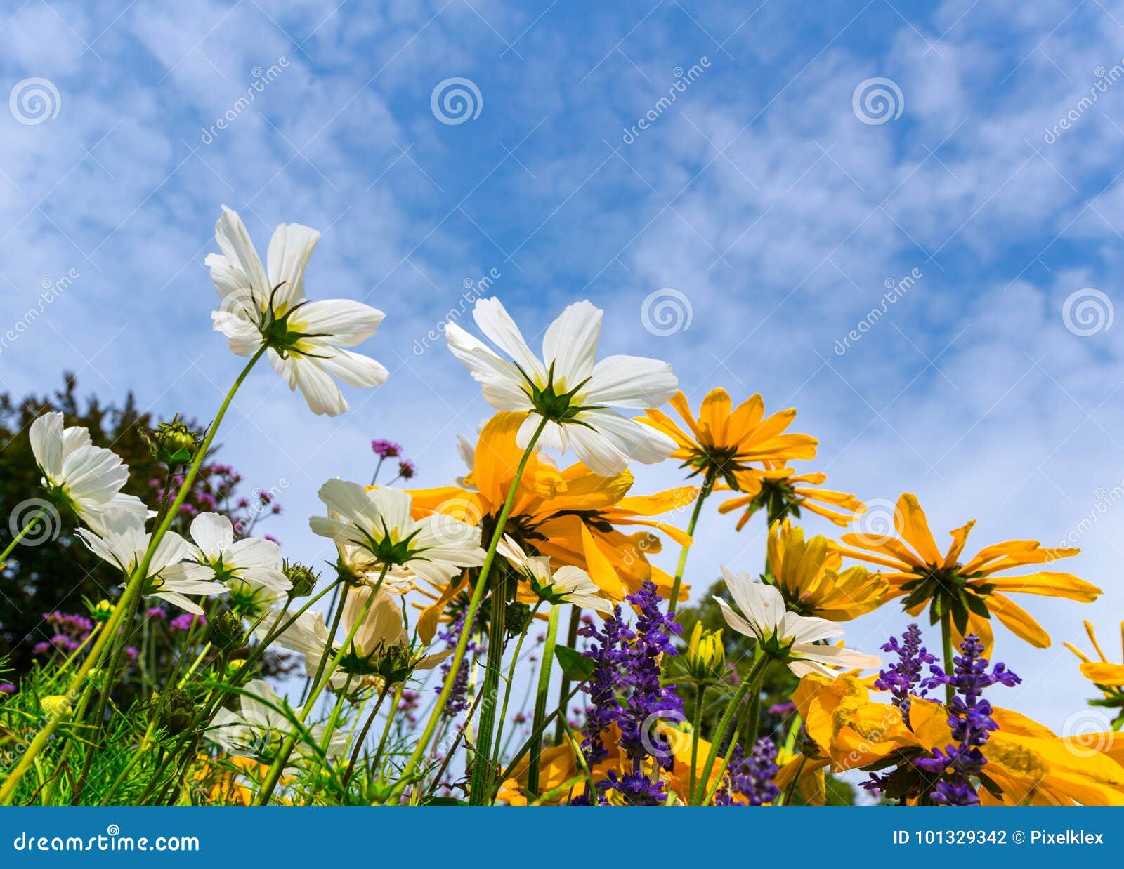 Flower meadow stock photo. Image of idyll, country, blossoming - 101329342