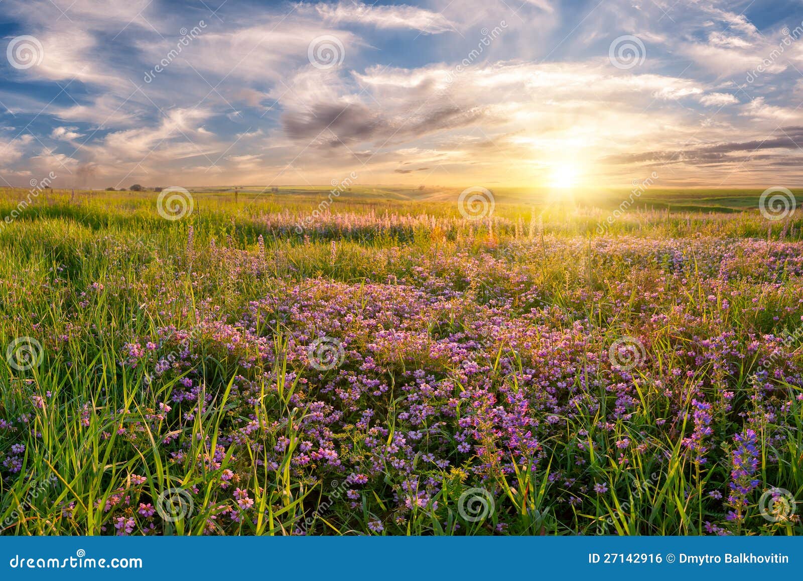 Flower meadow on sunrise stock photo. Image of scenery - 27142916