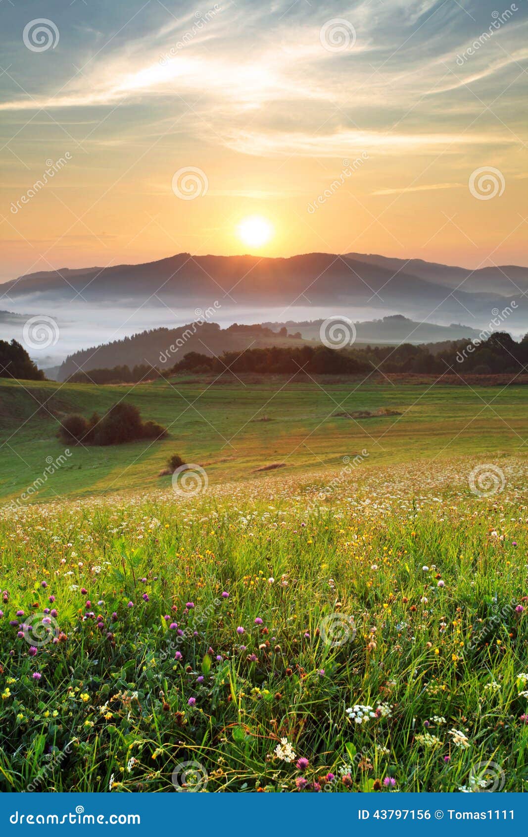 Flower meadow at sunrise stock photo. Image of flower - 43797156
