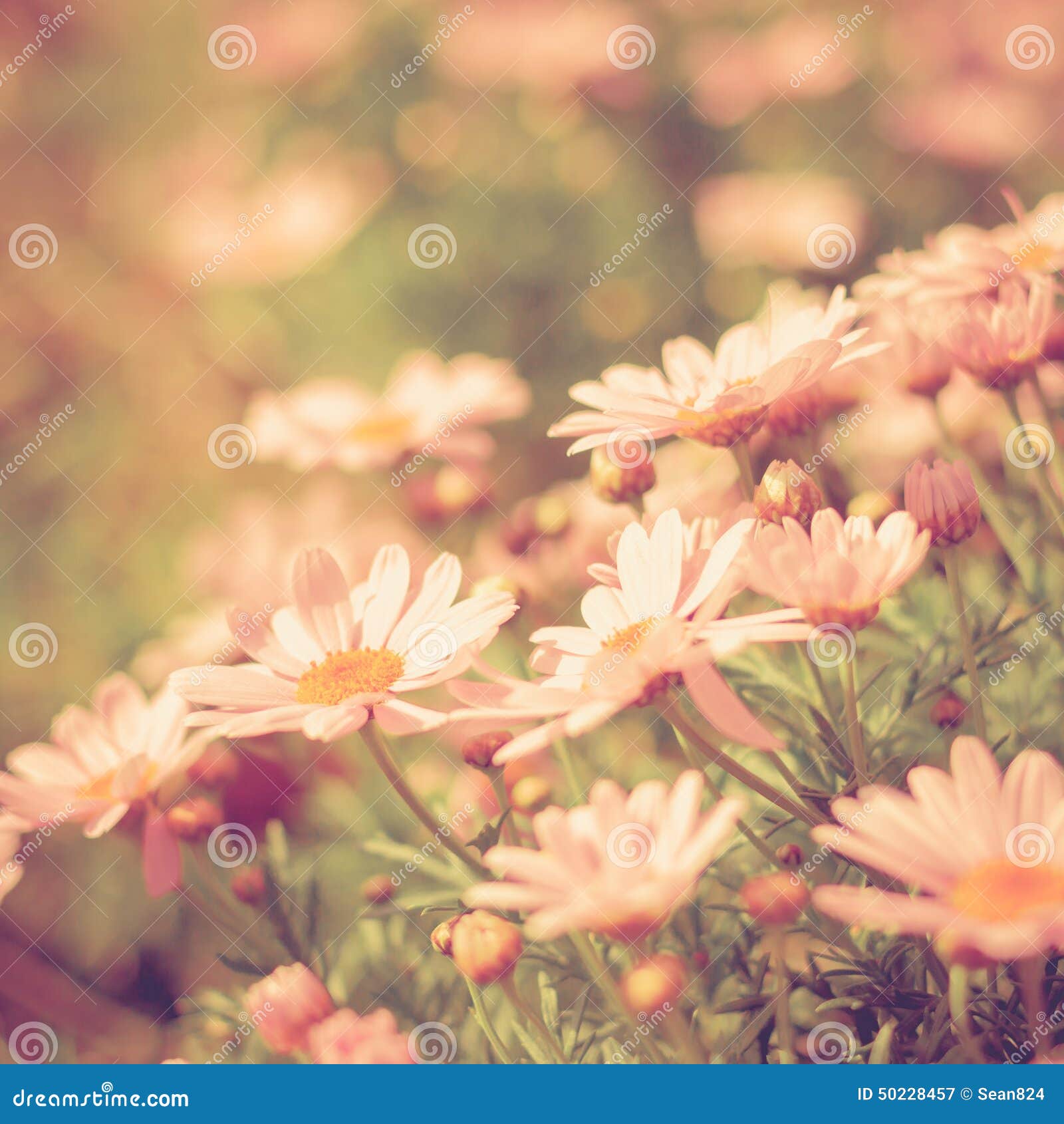 Flower Meadow Vintage Retro Stock Image - Image of flower, soft: 50228457