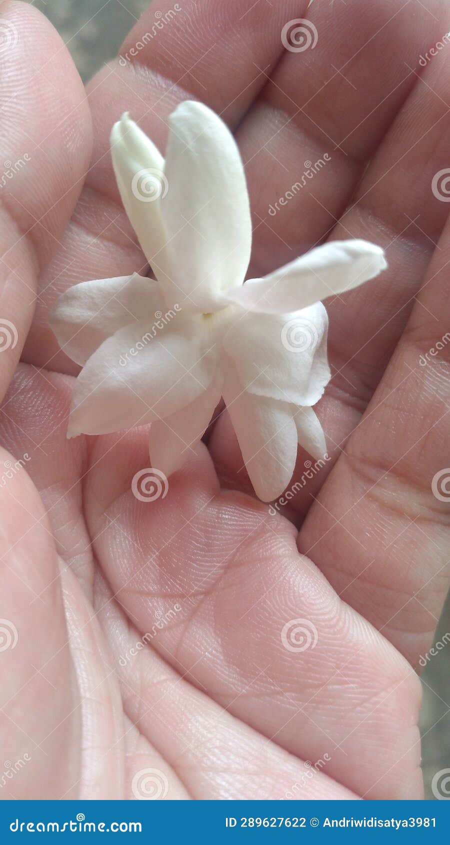 Flower melati stock photo. Image of flower, nature, hand - 289627622