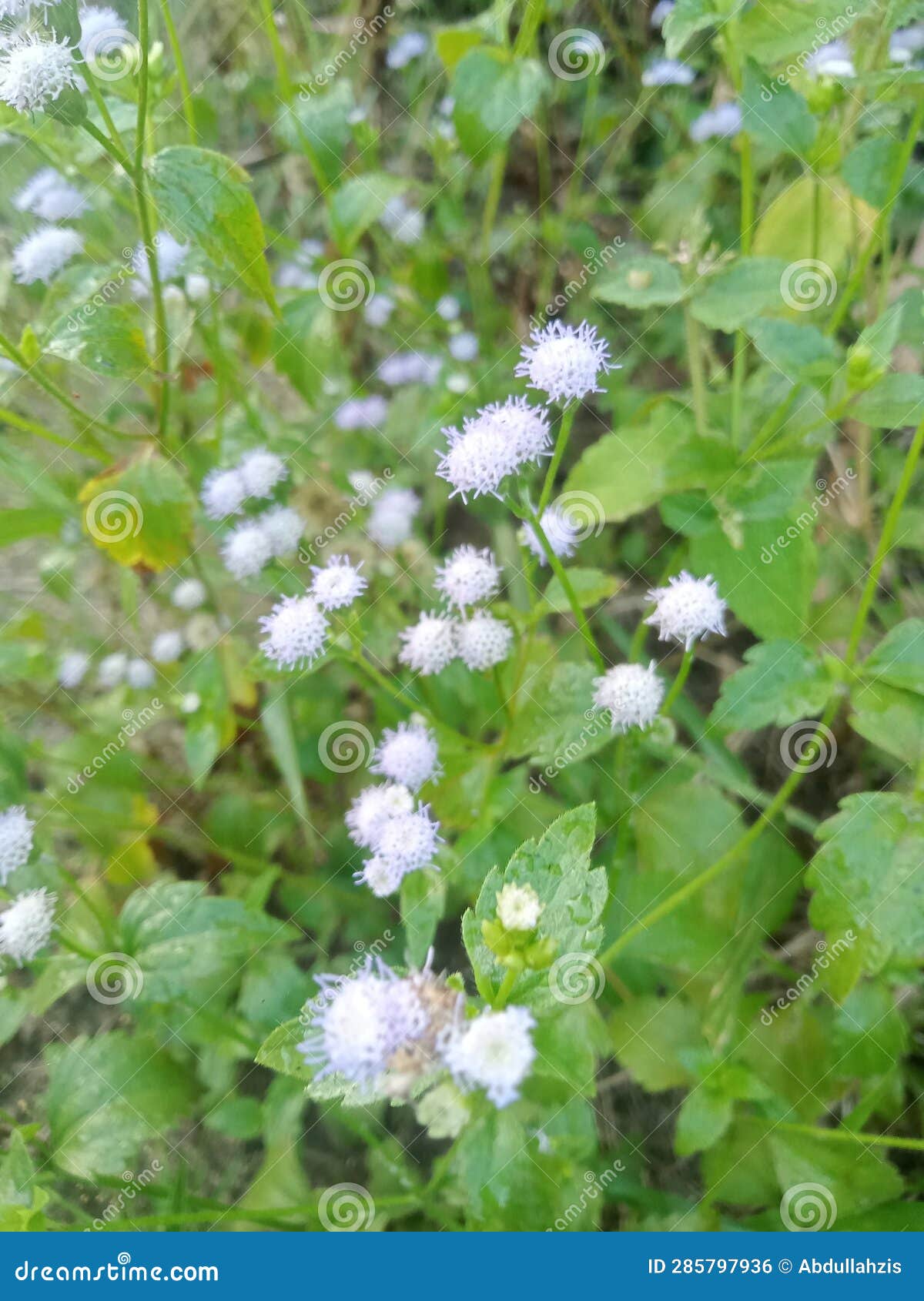 Flower Flower Flower Melati Indonesia Stock Photo - Image of flow ...