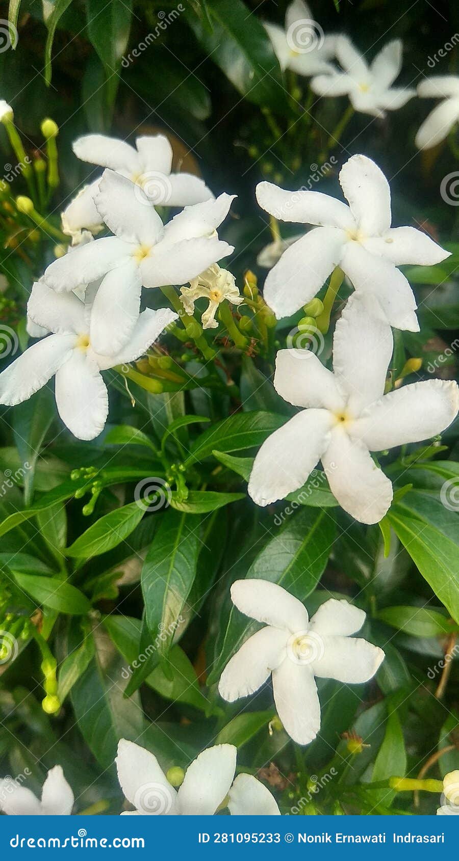 Flower, Melati Putih, Nature, Bloom, Blosom Stock Image - Image of ...