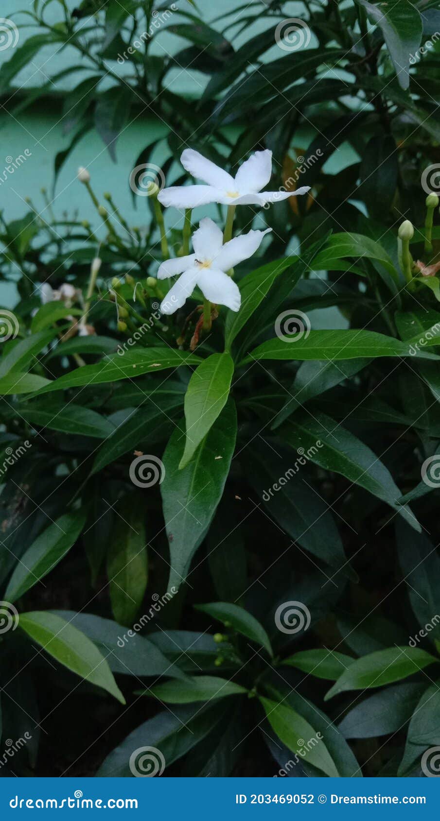 Flower melati white stock photo. Image of wildflower - 203469052