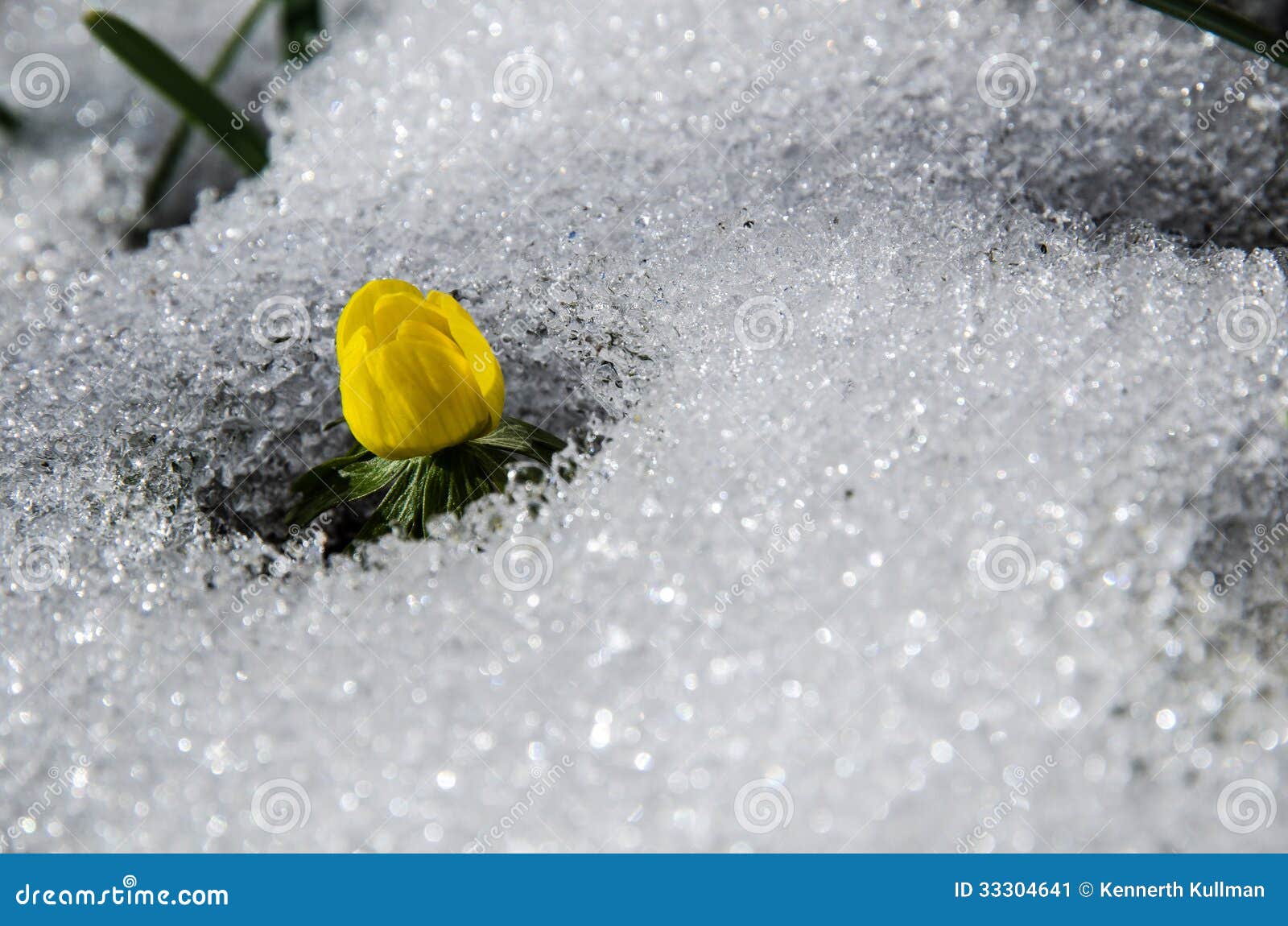 Flower in melting snow stock image. Image of colorful - 33304641
