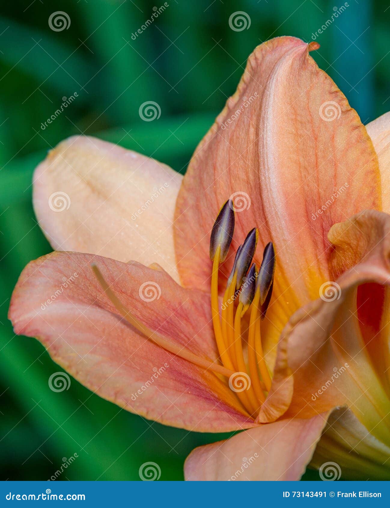 Flower micro stock image. Image of micro, pretty, garden - 73143491