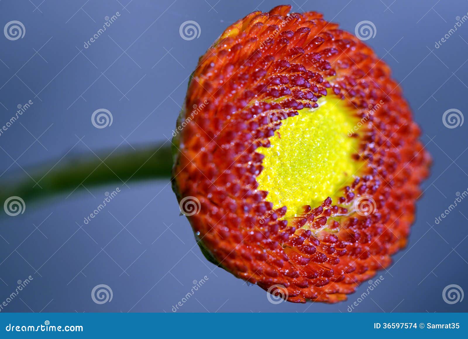 Flower-Micro stock photo. Image of detail, houseplant - 36597574