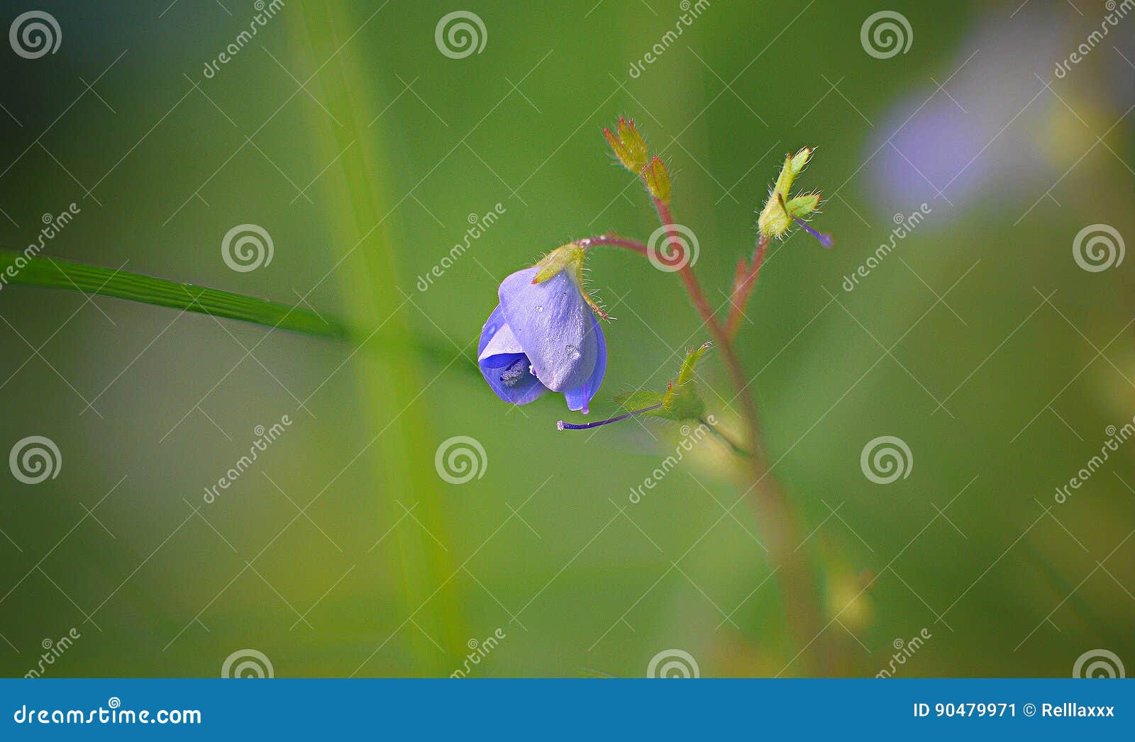 Flower stock image. Image of nature, midge, freshness - 90479971